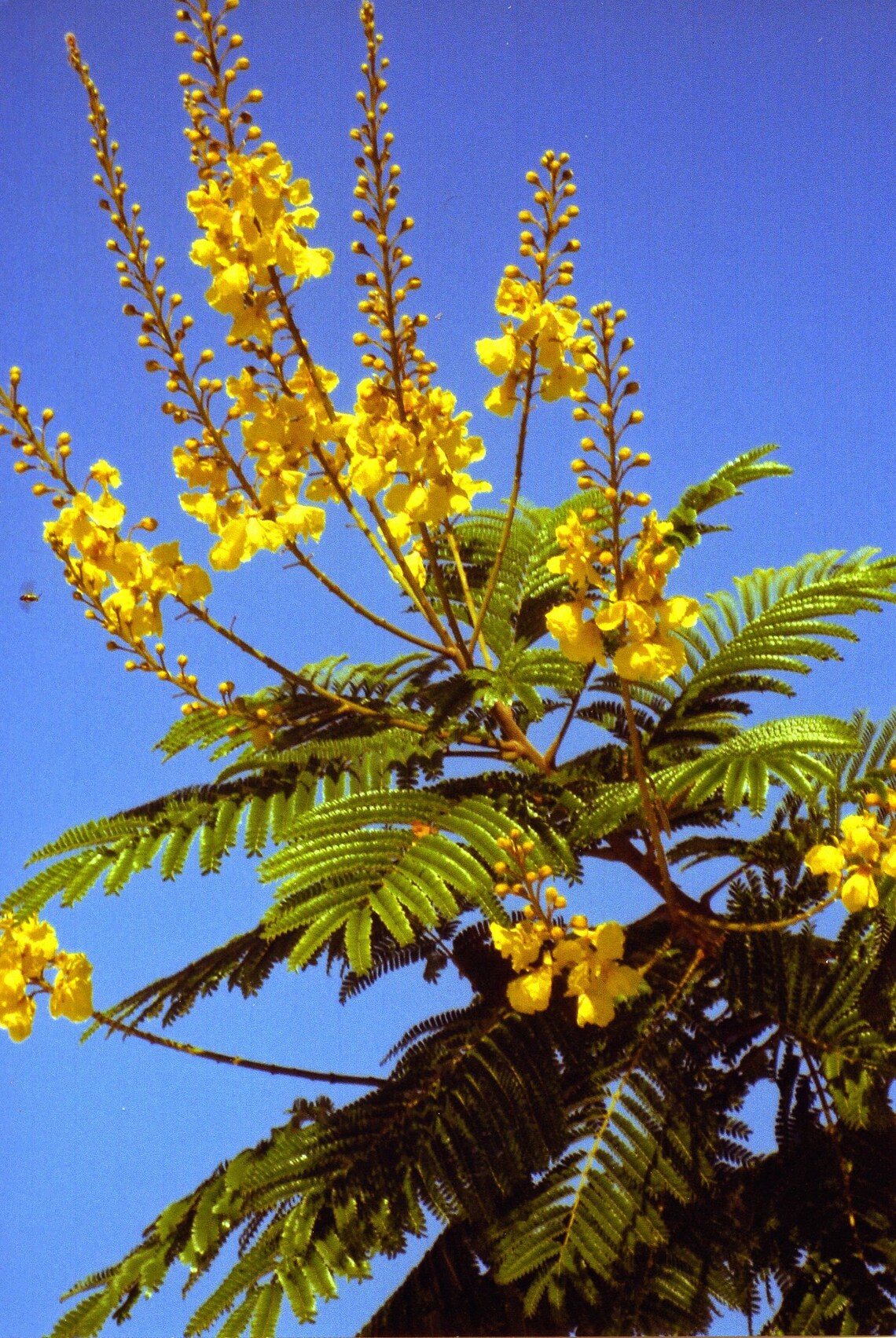 Yellow Poinciana Tree (peltophorum Pterocarpum) Seeds - Etsy