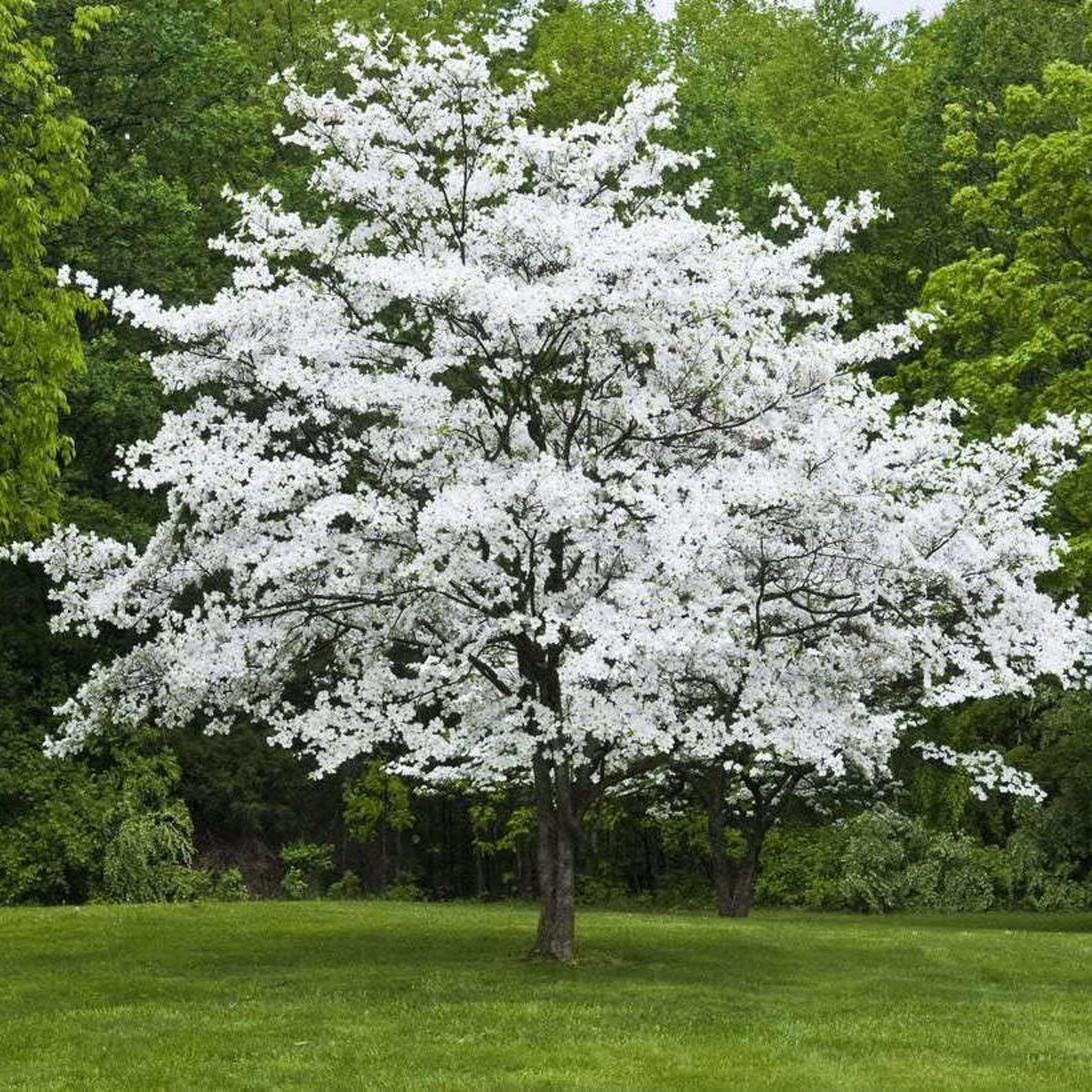 Jean's Appalachian Snow Flowering Dogwood Tree (cornus Florida 'jean's ...