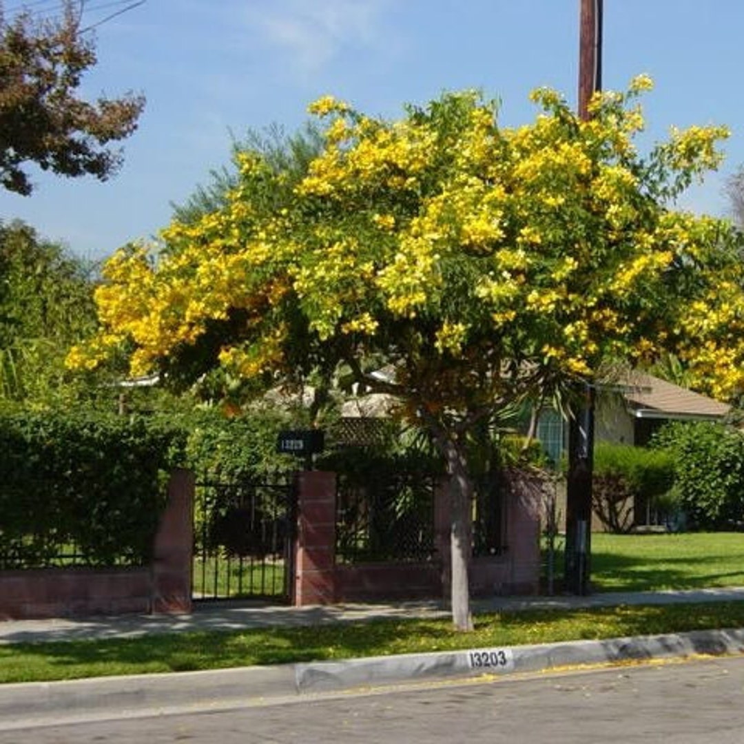 Golden Cassia Tree (senna Polyphylla) Seeds - Etsy