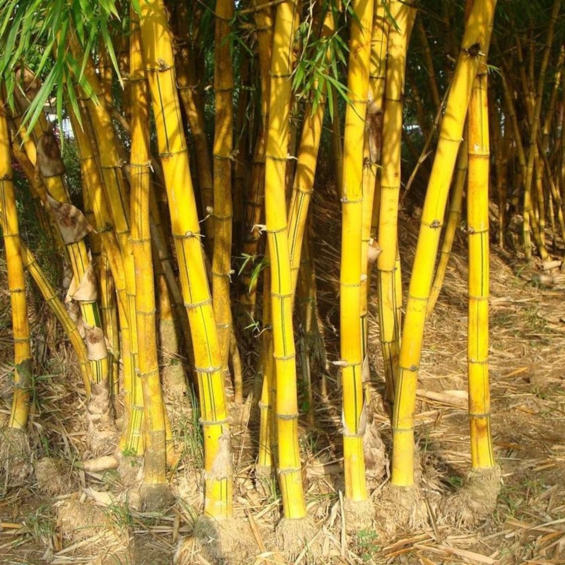 Golden Bamboo Plant Seeds - Etsy