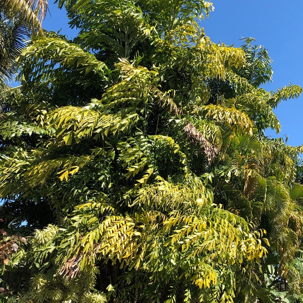 Fishtail Hoya - Etsy