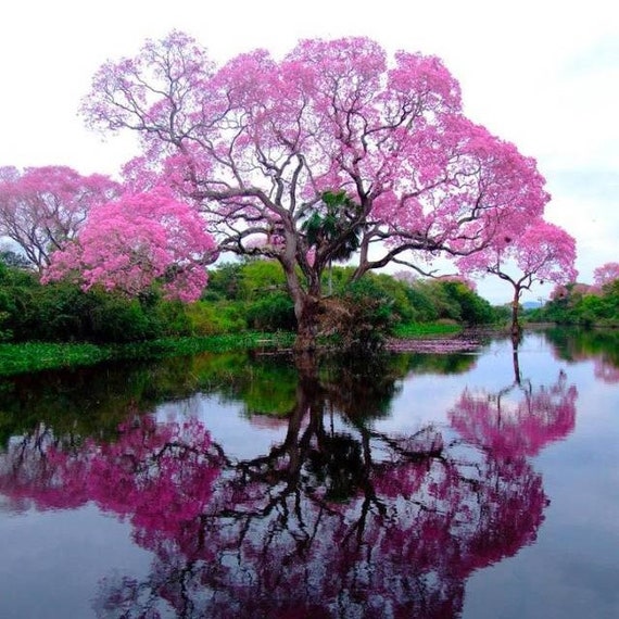 Royal Princess Tree Seeds - Etsy