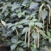 Orange Lakeview Jasmine Plant murraya Paniculata Seeds - Etsy