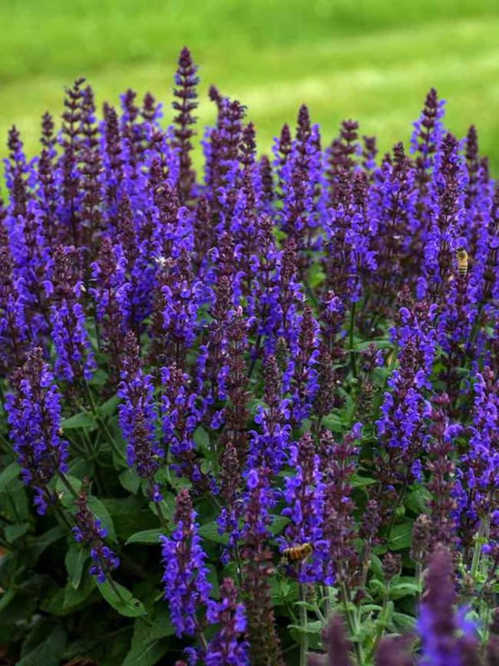 Blue Salvia Plant salvia Pratensis Seeds - Etsy