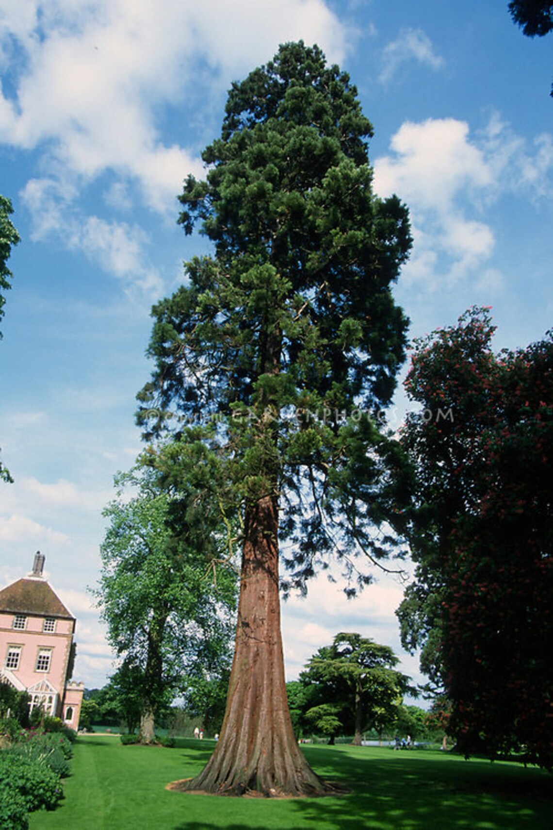 Giant Redwood Sequoia Tree sequoiadendron Giganteum Seeds - Etsy