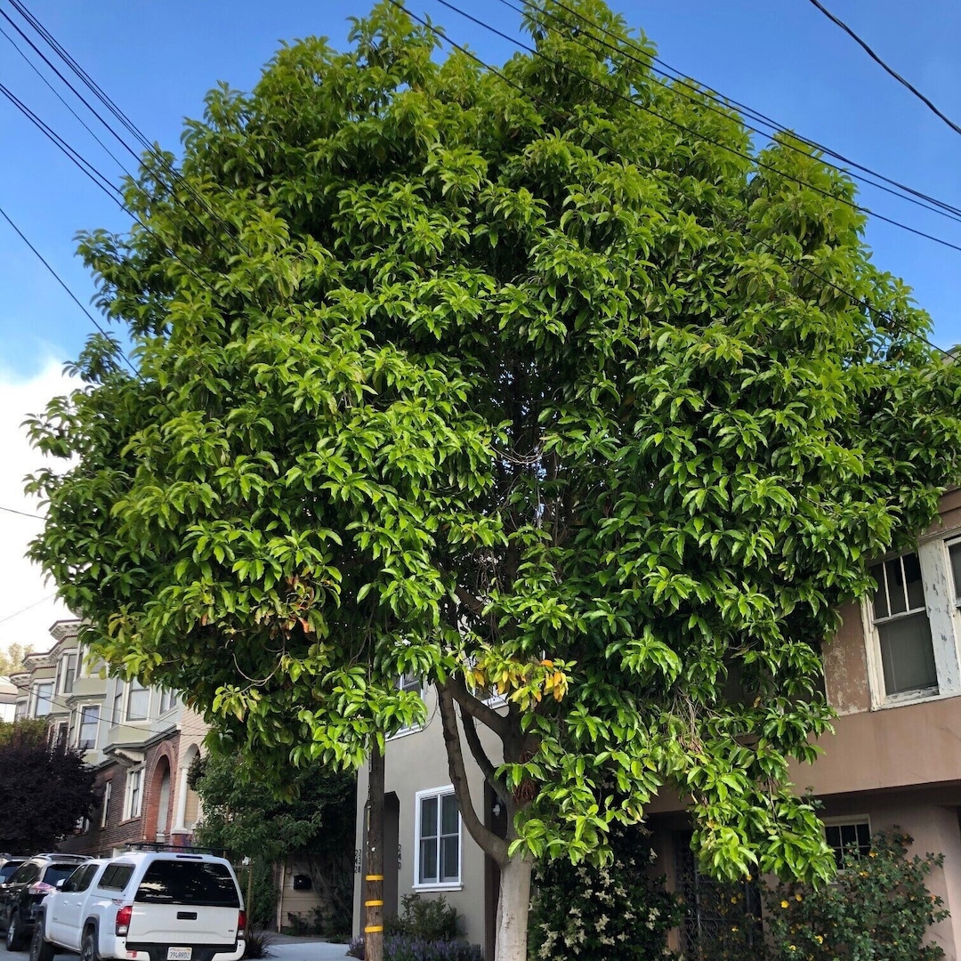 Joy Perfume Tree (magnolia Champaca) Seeds - Etsy
