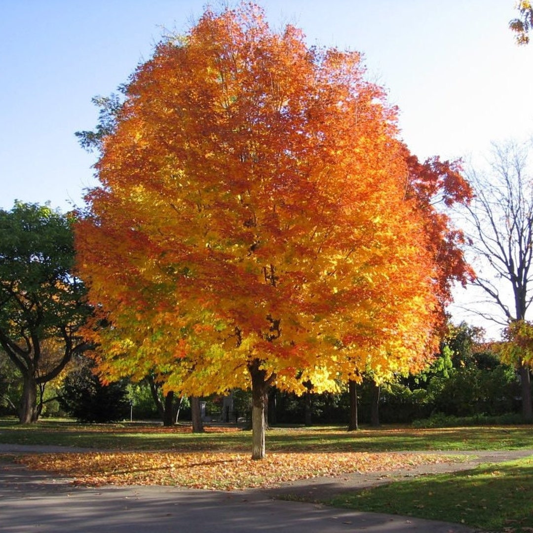 Norway Maple Tree (acer Platanoids) Seeds - Etsy