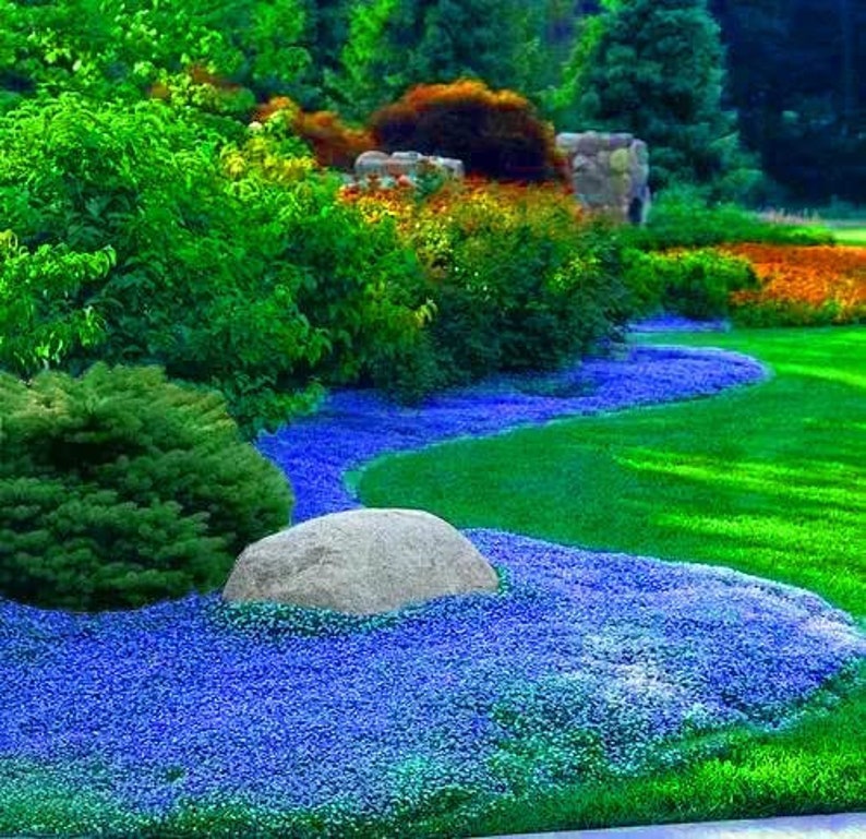Blue Rock Cress Groundcover Plant (aubrieta Hybrida Cascade Blue) Seeds ...