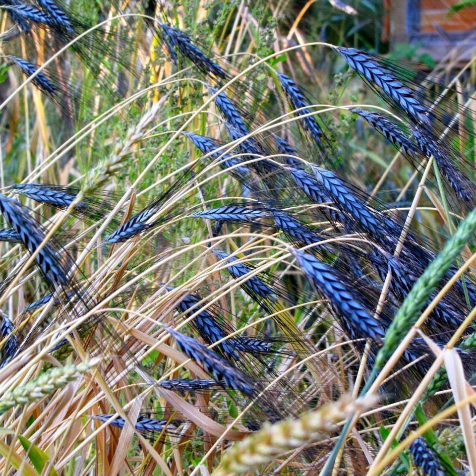 Black Knight Ornamental Wheat Grass (triticum Aestivum) Seeds - Etsy