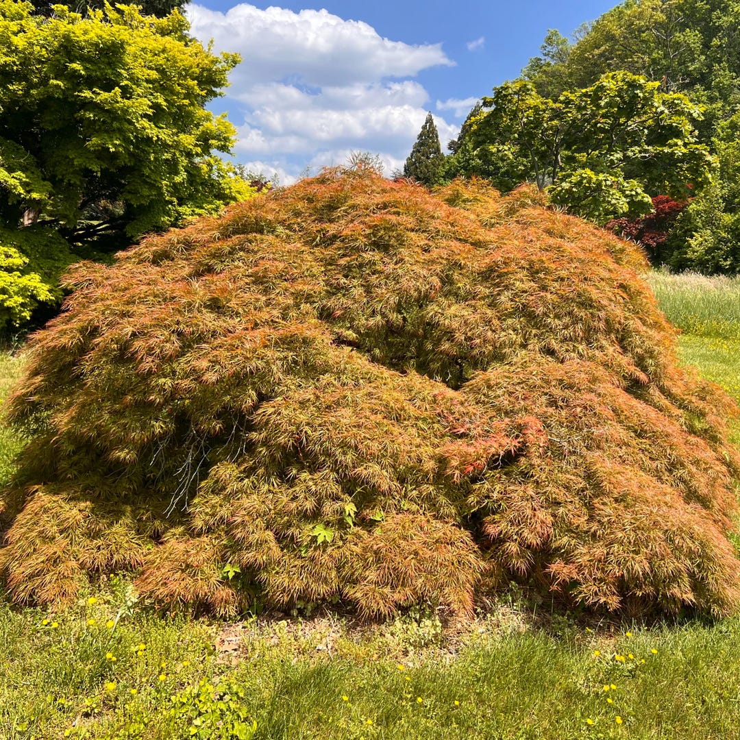 Toyama-nishiki Japanese Maple Tree (acer Palmatum 'toyama-nishiki ...