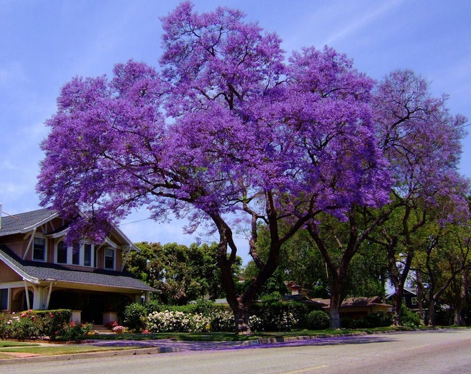 Miniature Jacaranda Gem Tree - Etsy