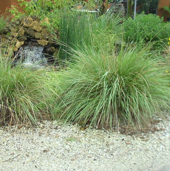 Tripsacum Dactyloides Fakahatchee Grass