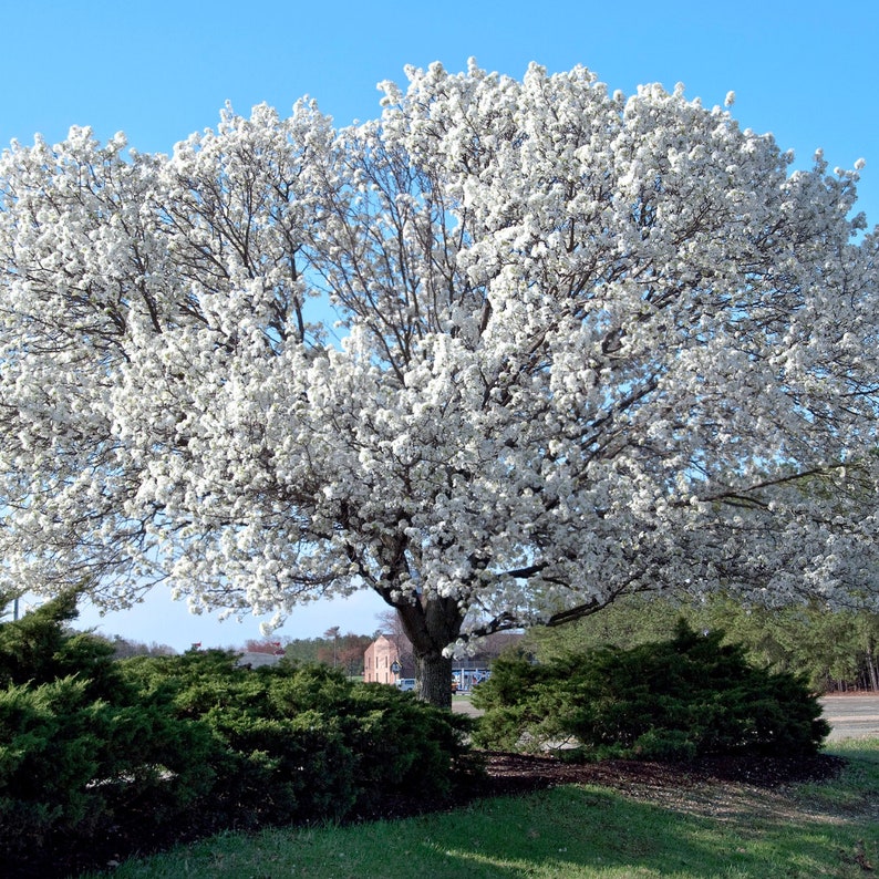 Ozark Spring Flowering Dogwood Tree (cornus Florida 'ozark Spring ...