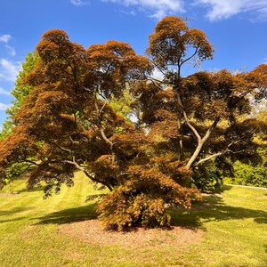 Matsukaze Japanese Maple Tree (acer Palmatum 'matsukaze') Seeds - NEW ...