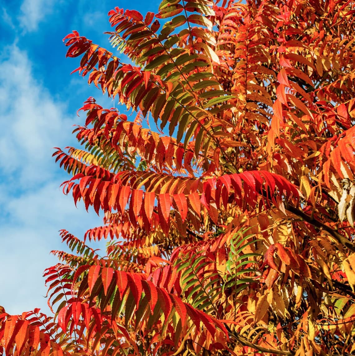 Flameleaf Sumac Tree (rhus Lanceolata) Seeds - Etsy