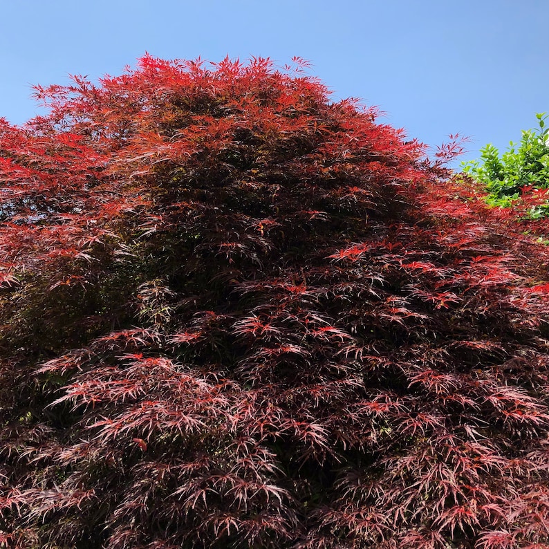 Garnet Tower Japanese Maple Tree acer Palmatum Matsumurae - Etsy