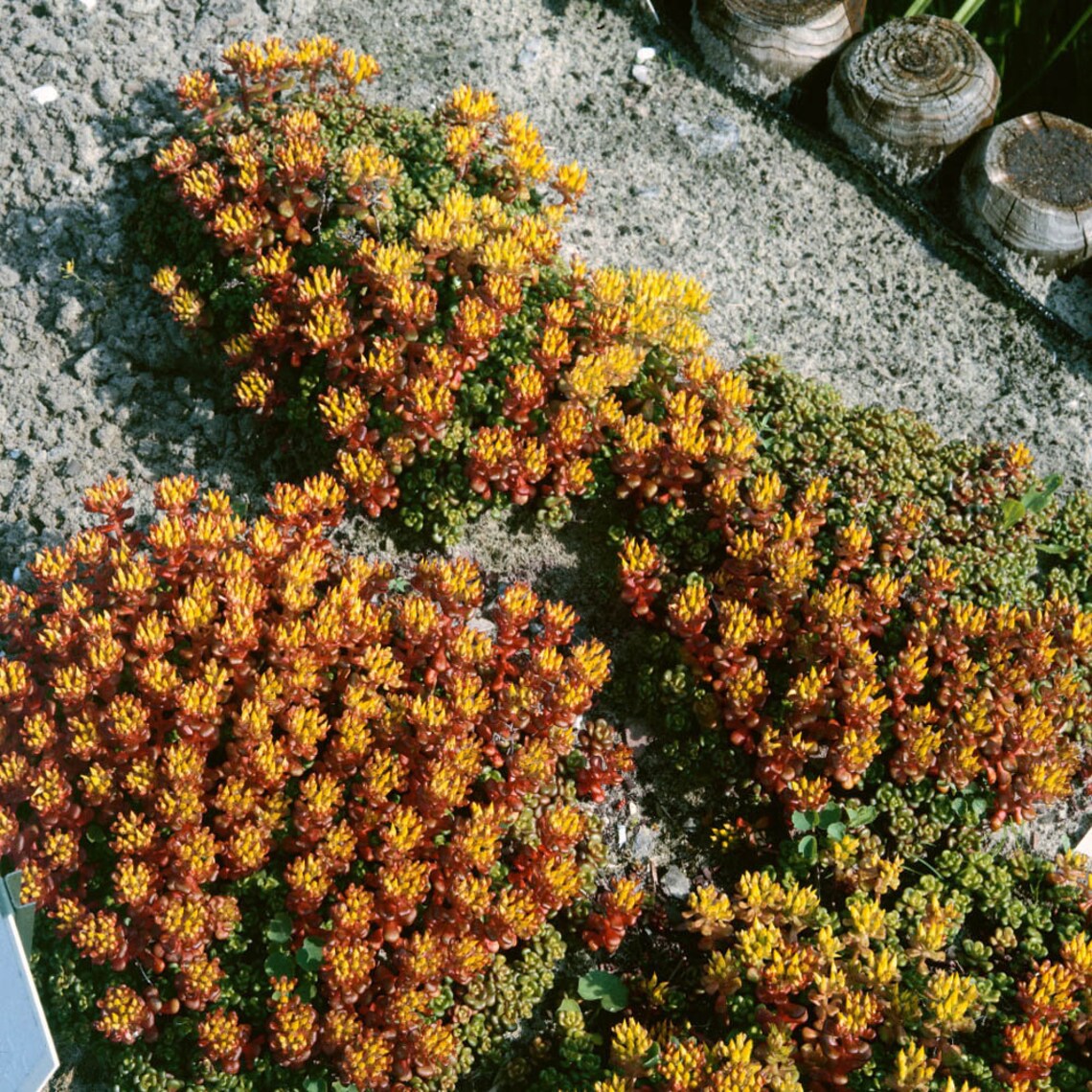 Oregon Stonecrop Groundcover Plant sedum Oreganum Seeds - Etsy