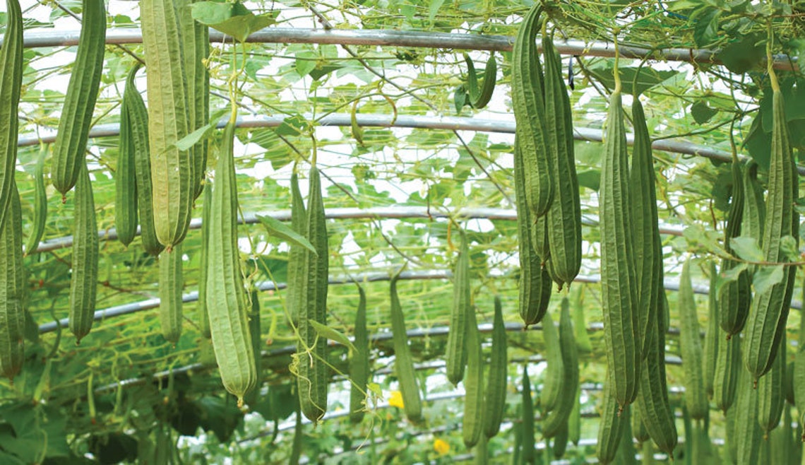 Organic Luffa Gourd Plant luffa Cylindrica Seeds - Etsy