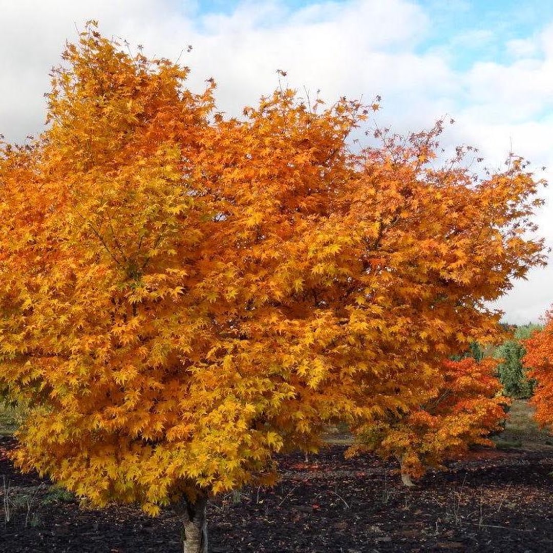 Hogyuko Japanese Maple Tree (acer Palmatum 'hogyuko') Seeds - NEW FOR ...