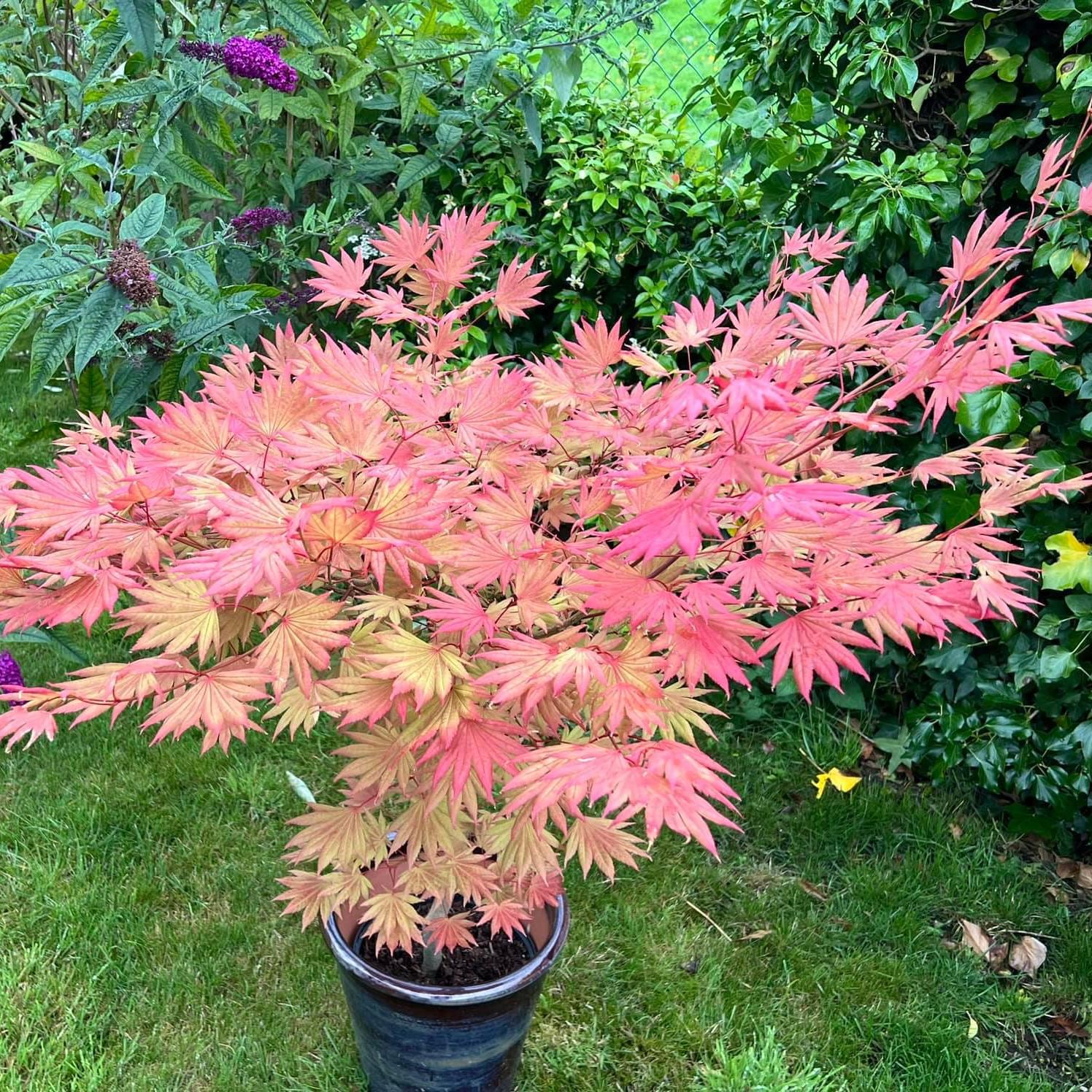 Moonrise Full Moon Japanese Maple Tree (acer Shirasawanum 'moonrise ...
