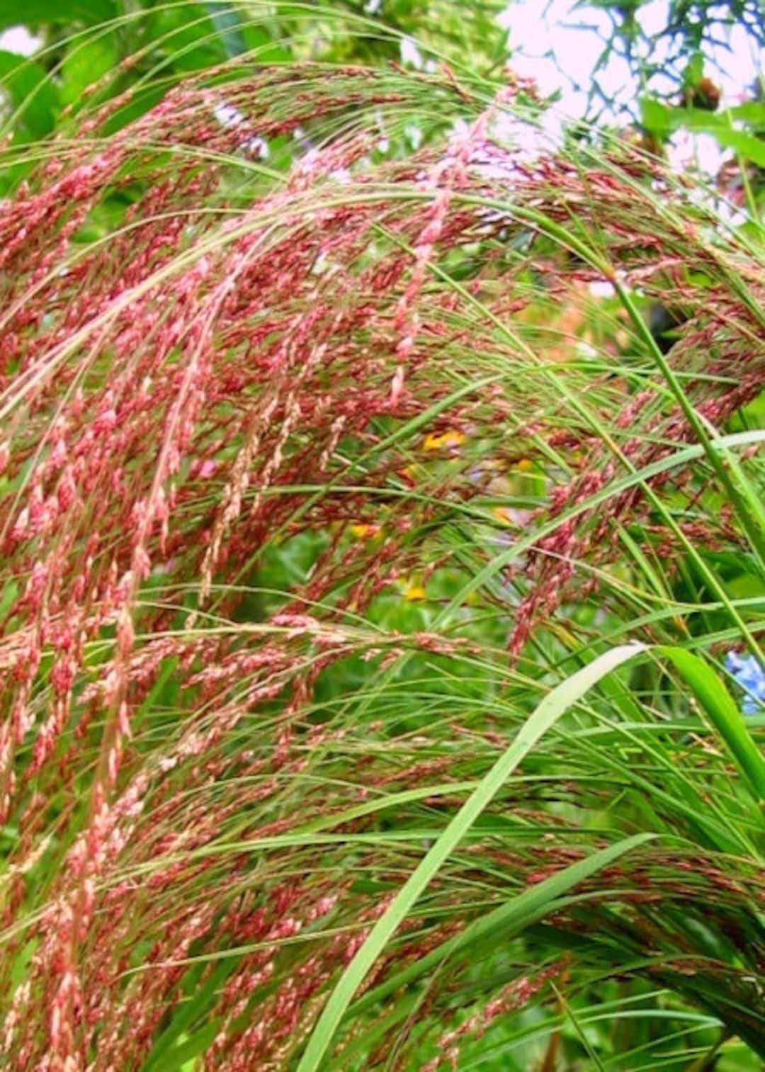 Violet Panic Ornamental Grass (panicum Violaceum) Seeds - Etsy Canada