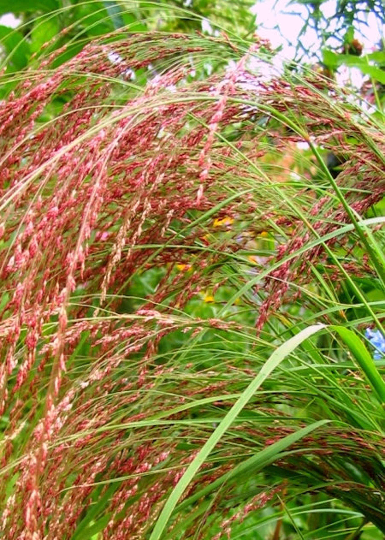 Violet Panic Ornamental Grass (panicum Violaceum) Seeds - Etsy