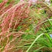 Violet Panic Ornamental Grass (panicum Violaceum) Seeds - Etsy