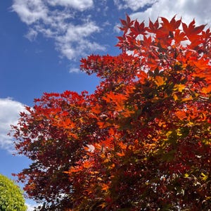 Moonfire Japanese Maple Tree (acer Palmatum 'moonfire') Seeds - NEW FOR ...