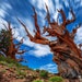 Bristlecone Pine Tree pinus Longaeva 'great Basin' Seeds VERY RARE - Etsy