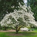 Cherokee Princess Flowering Dogwood Tree cornus Florida 'cherokee ...