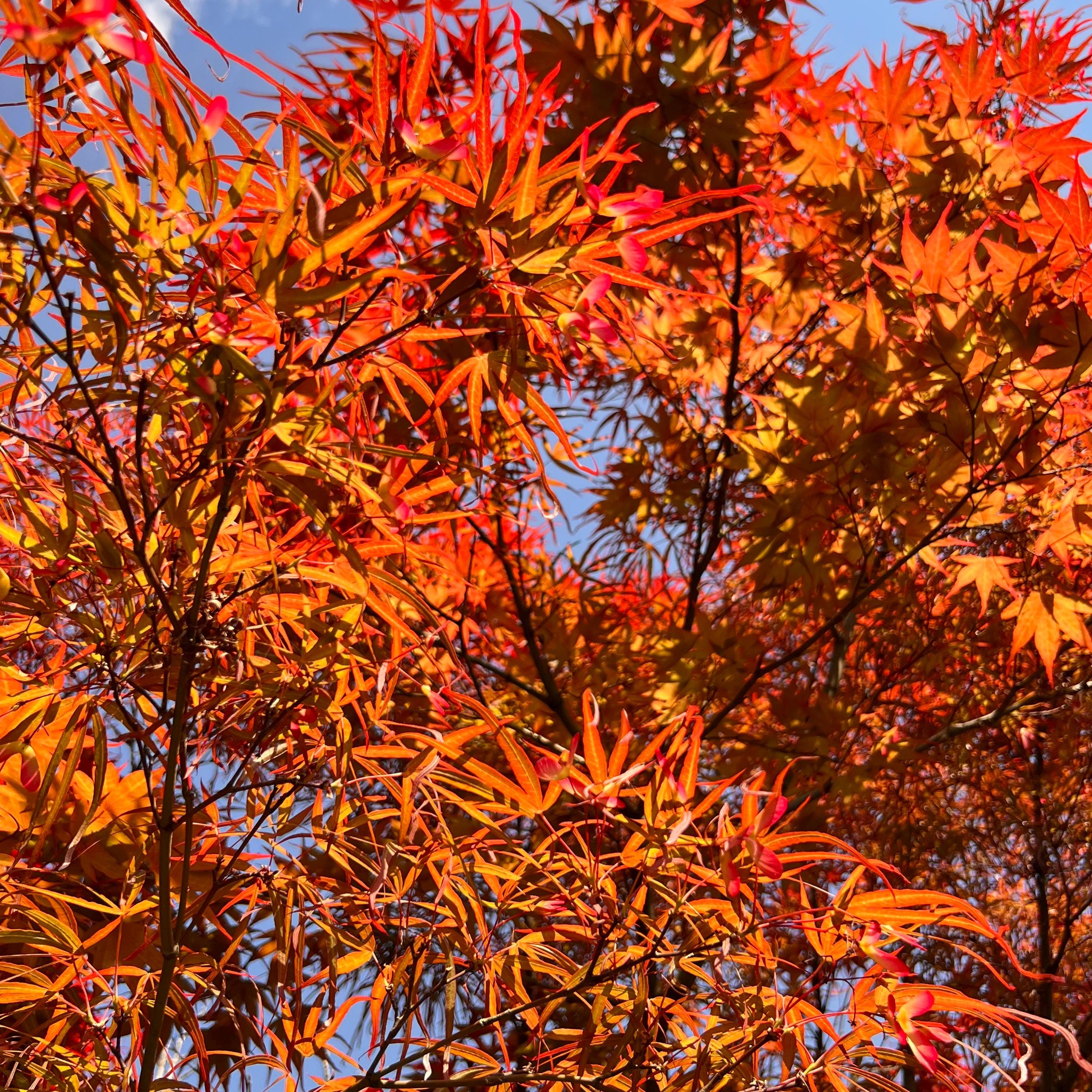 Hubb's Red Willow Japanese Maple Tree (acer Palmatum 'hubb's Red Willow ...