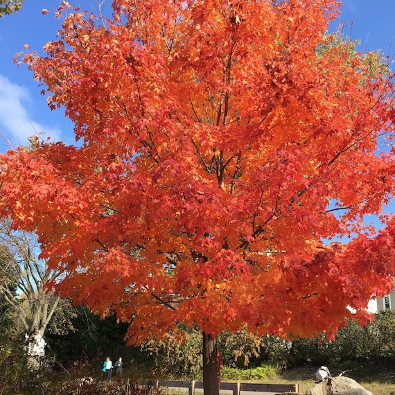 Shantung Maple Tree acer Truncatum Seeds - Etsy