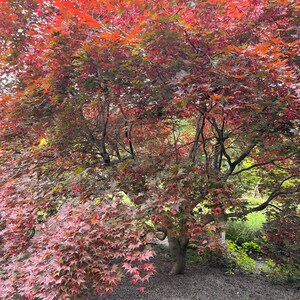Moonfire Japanese Maple Tree (acer Palmatum 'moonfire') Seeds - NEW FOR ...