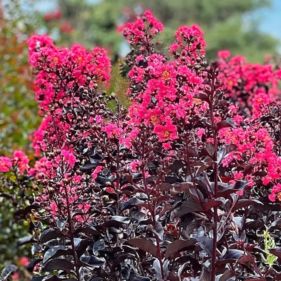 Black Diamond 'mystic Magenta' Crepe Myrtle Tree (lagerstroemia Indica ...