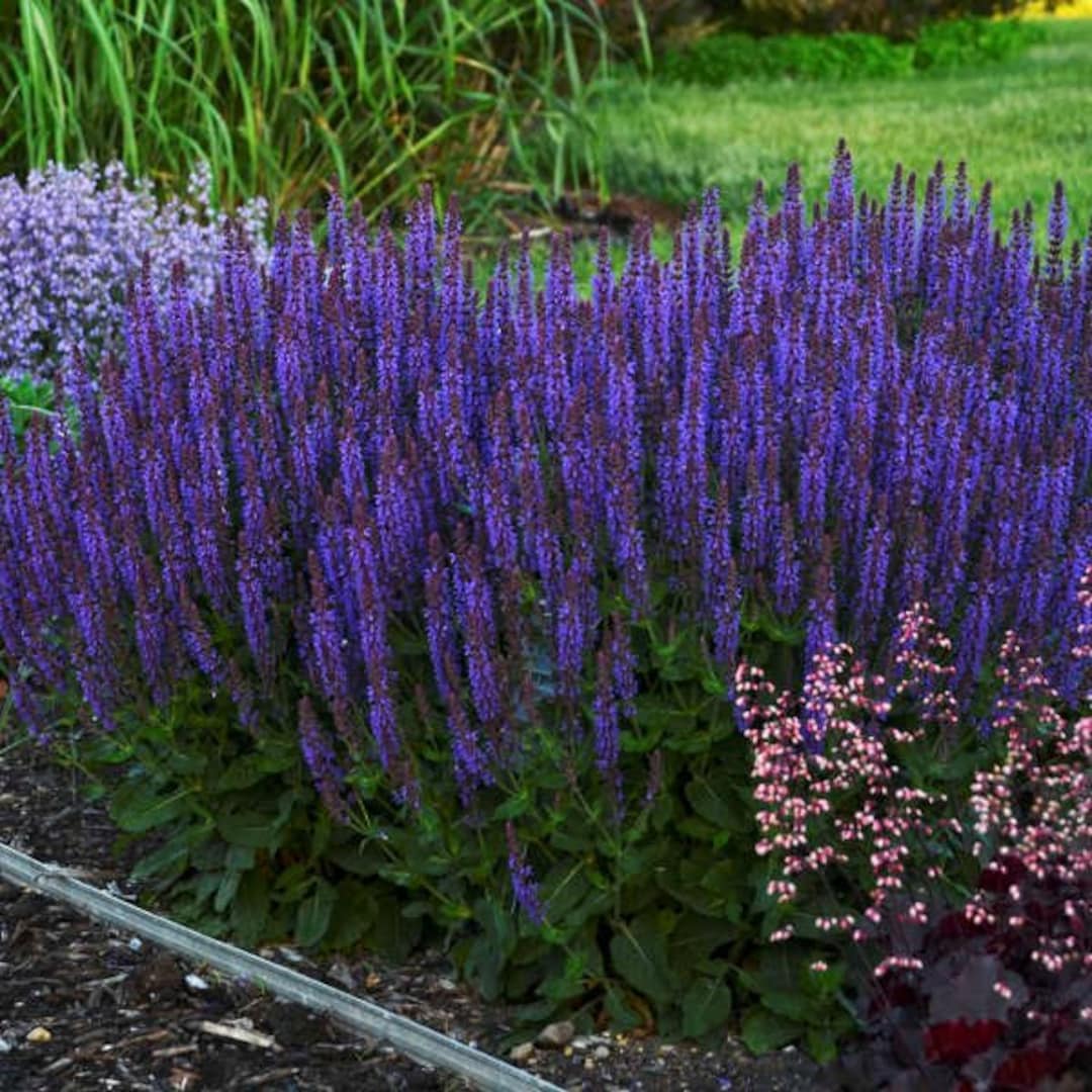 Blue Salvia Plant (salvia Pratensis) Seeds - Etsy