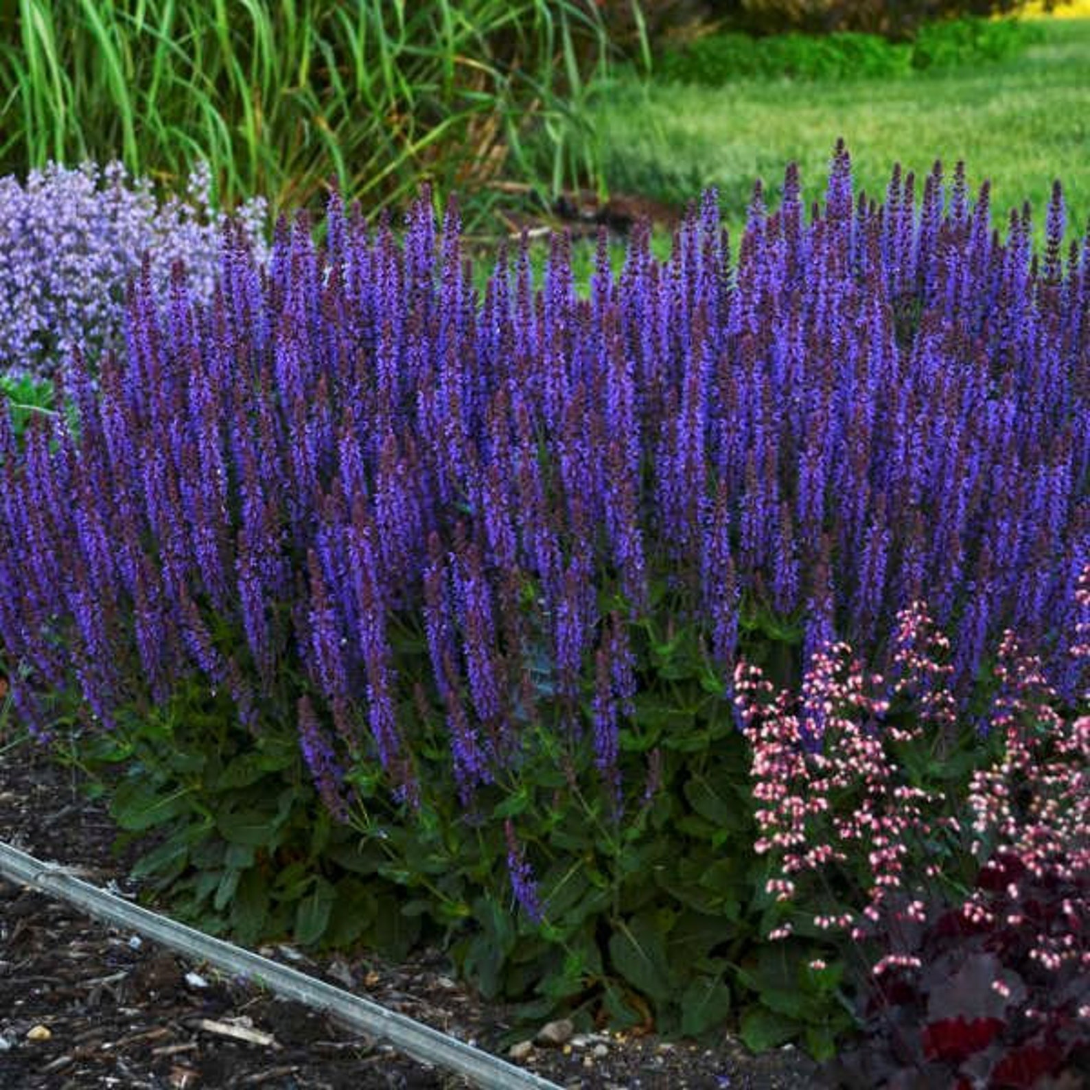 Blue Salvia Plant salvia Pratensis Seeds - Etsy