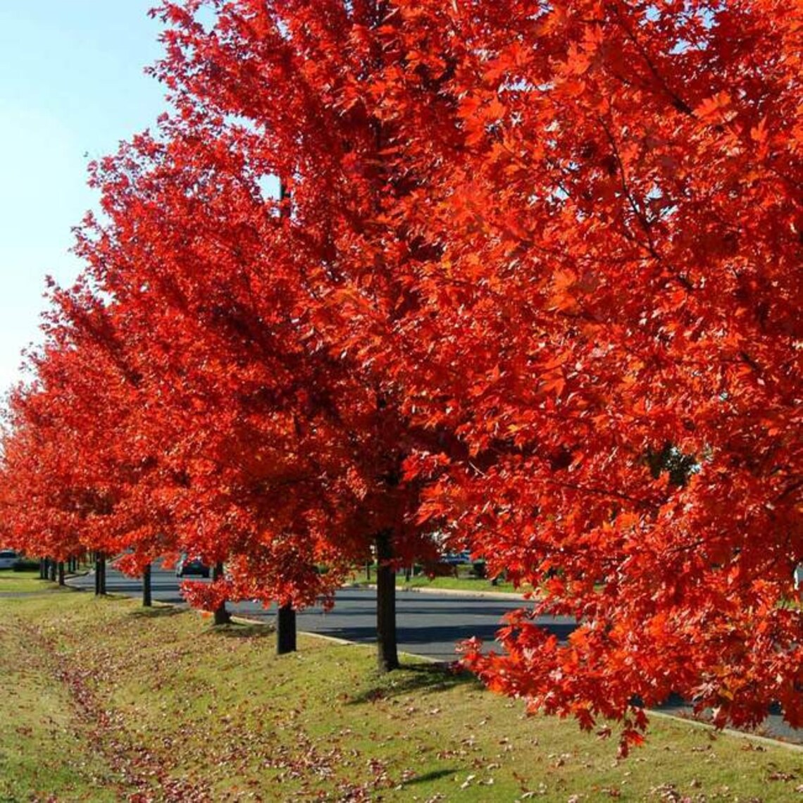 Red Maple Tree (acer Rubrum) Seeds - Northern Variety - Etsy
