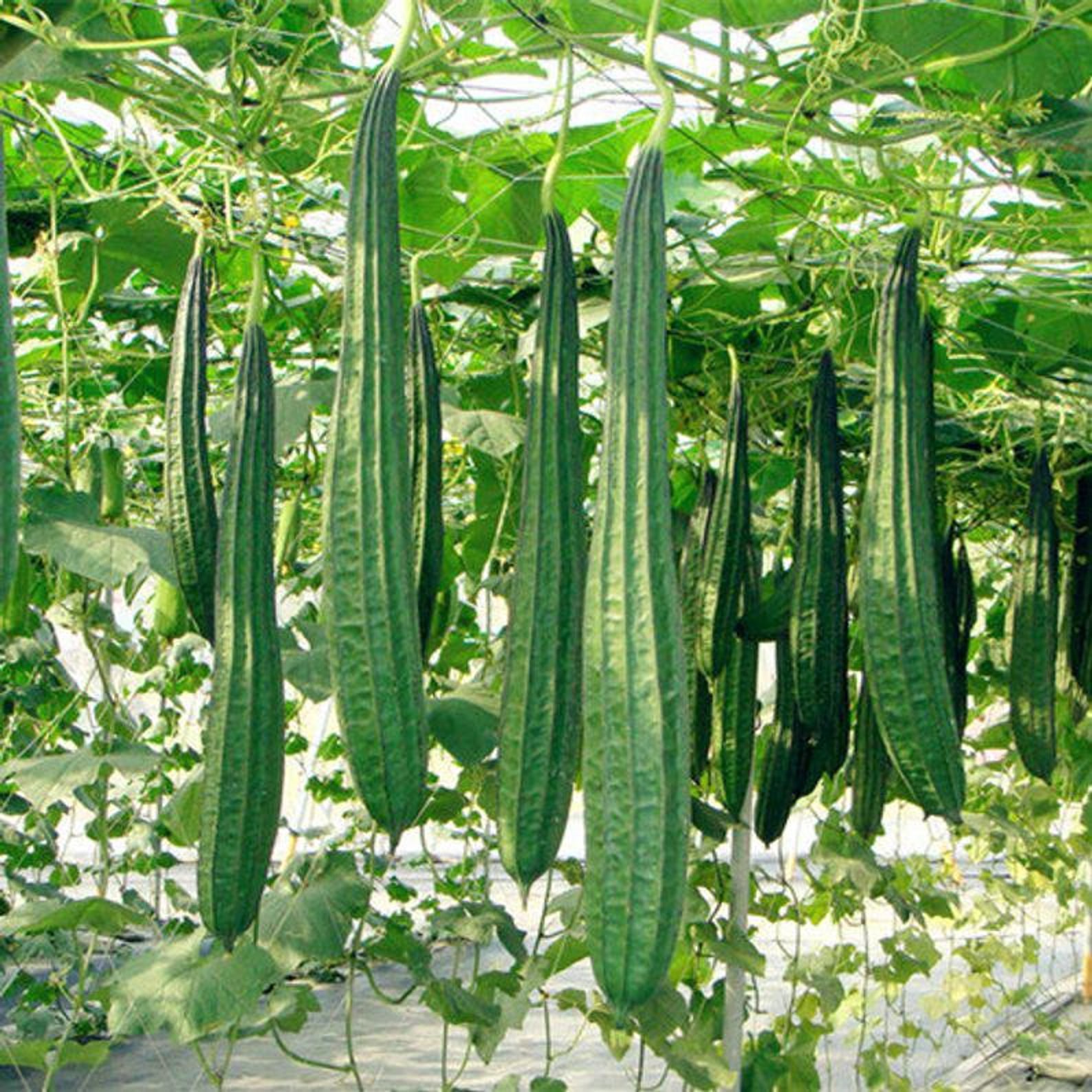 Organic Luffa Gourd Plant luffa Cylindrica Seeds - Etsy