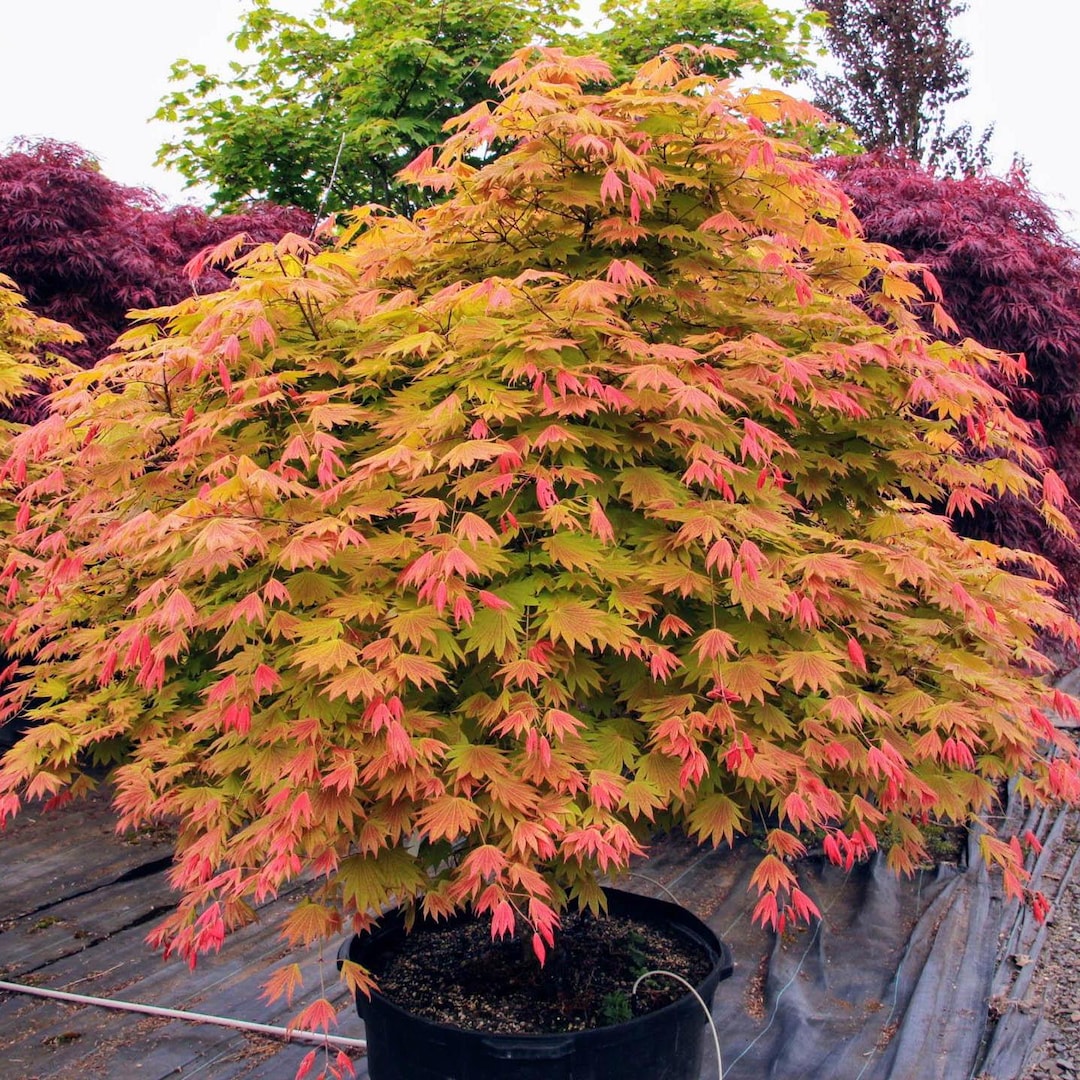 Moonrise Full Moon Japanese Maple Tree (acer Shirasawanum 'moonrise ...