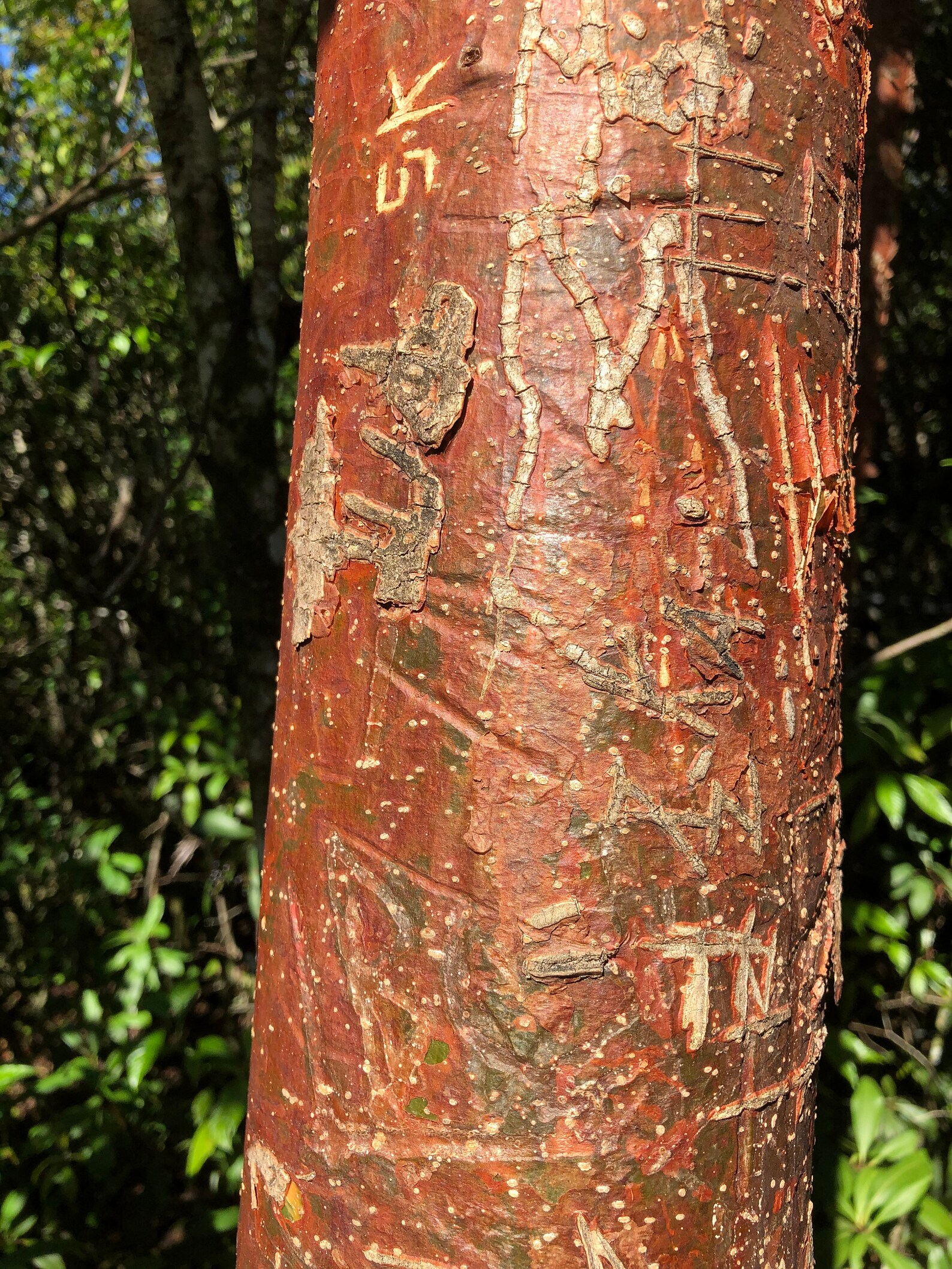 Gumbo Limbo tourist Tree bursera Simaruba Seeds - Etsy