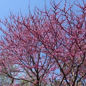 Chinese Redbud Tree (cercis Chinensis) Seeds - NEW FOR FALL 2024 - Etsy