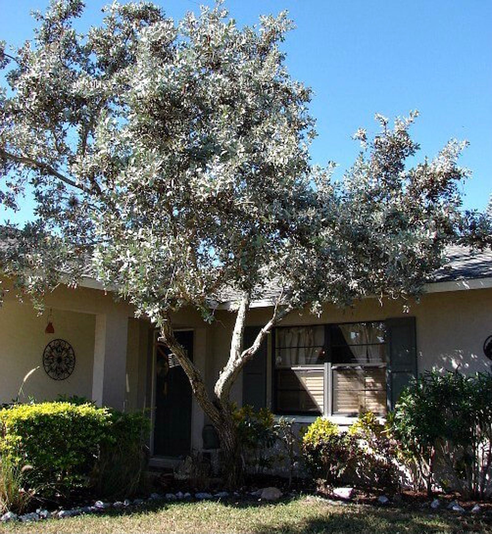 Silver Buttonwood Tree (conocarpus Erectus) Seeds - Etsy