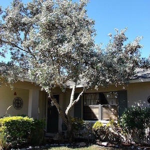 Silver Buttonwood Tree (conocarpus Erectus) Seeds - Etsy