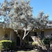 Silver Buttonwood Tree (conocarpus Erectus) Seeds - Etsy