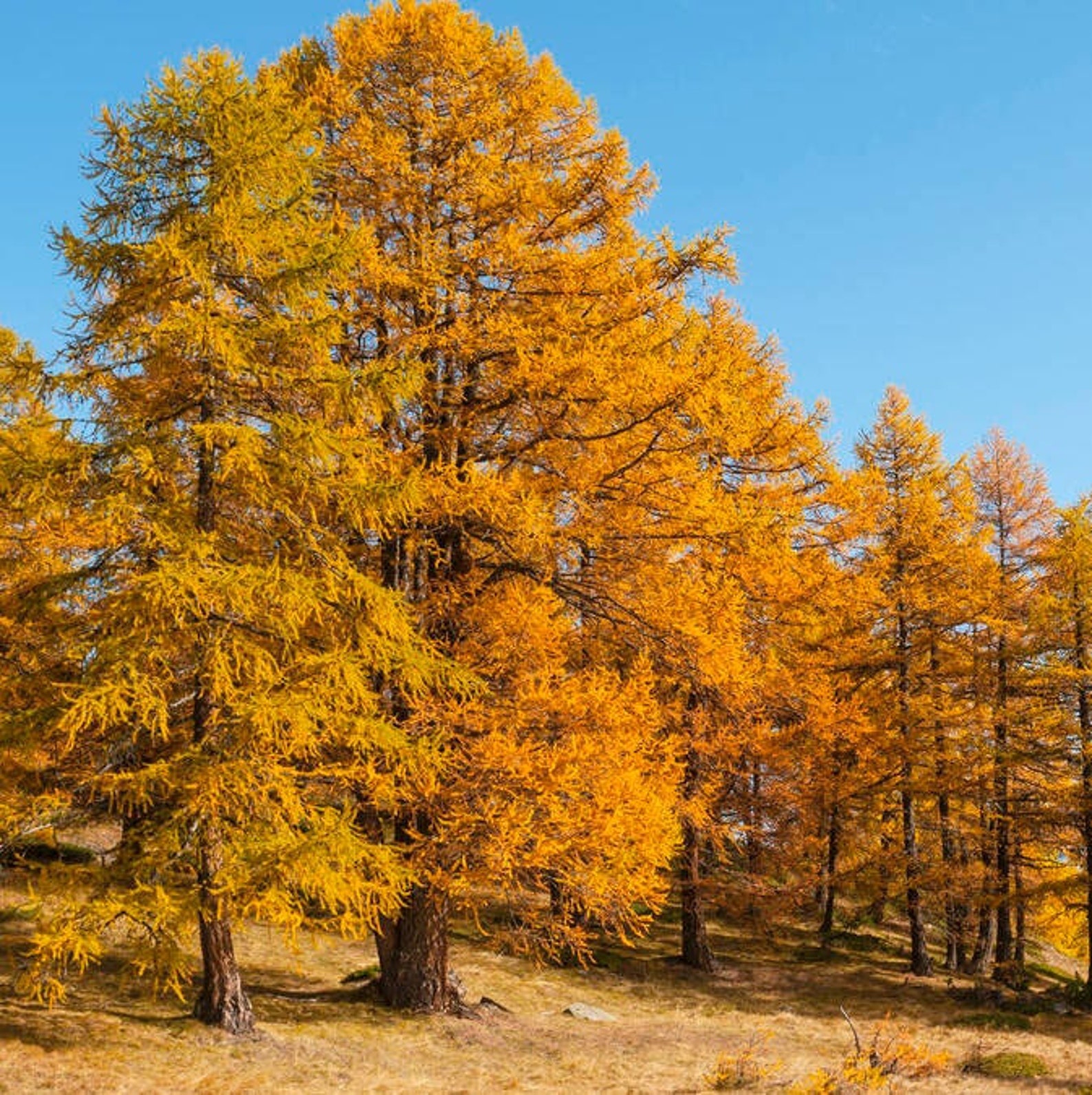 Japanese Larch Tree (larix Kaempferi) Seeds - Etsy