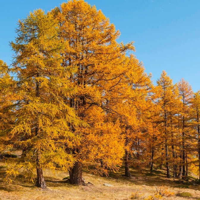 Japanese Larch Tree (larix Kaempferi) Seeds - Etsy