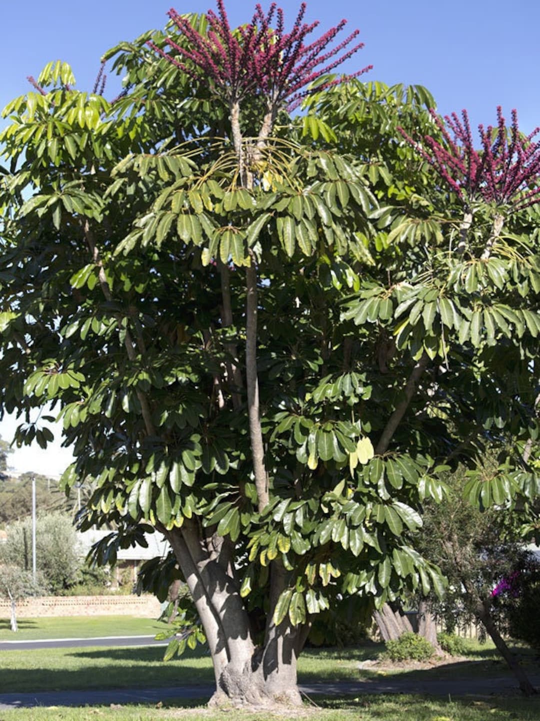 Schefflera Octopus Tree