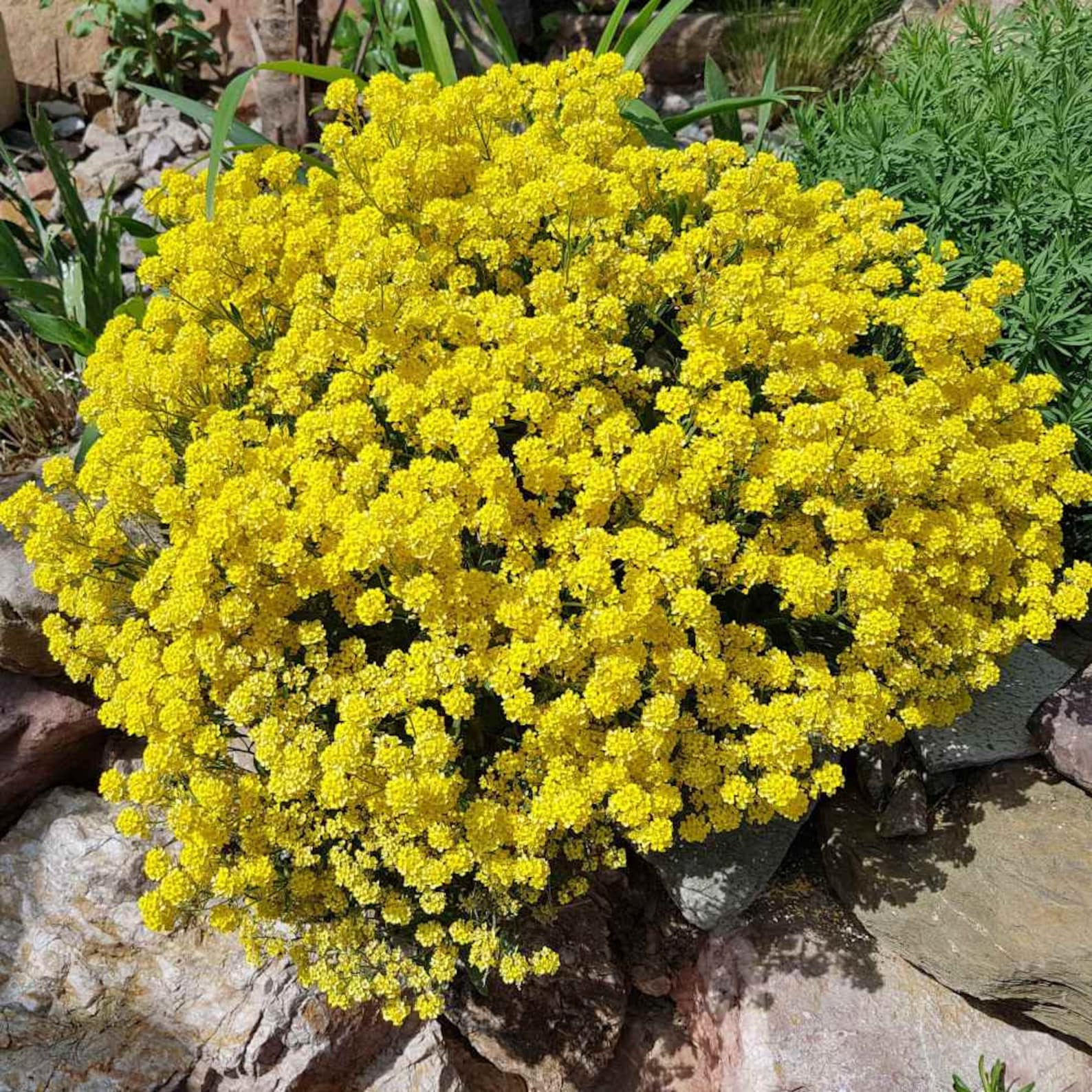 Golden Stonecrop Groundcover Plant sedum Acre Seeds - Etsy