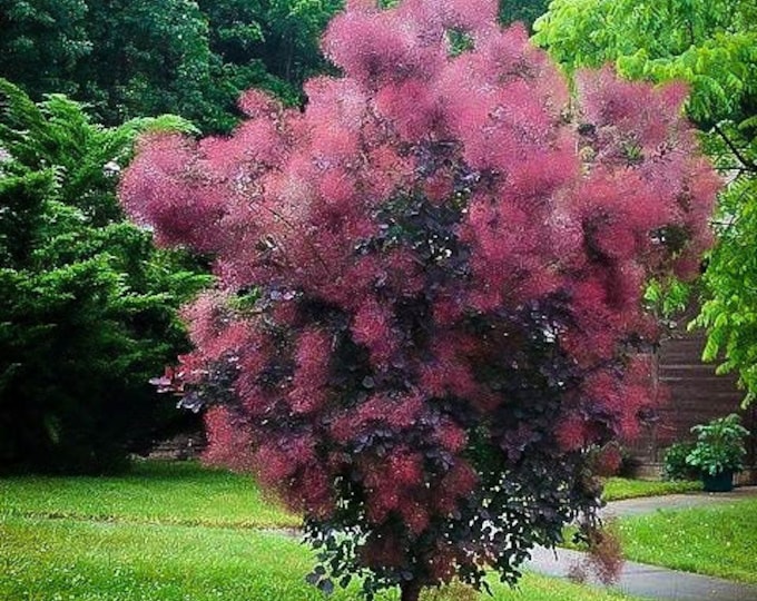 Cotinus Coggygria royal Purple Royal Purple Smoke Tree - Etsy