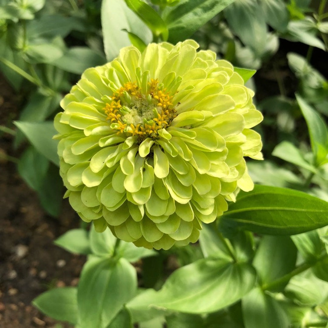 Zinnia Elegans Envy